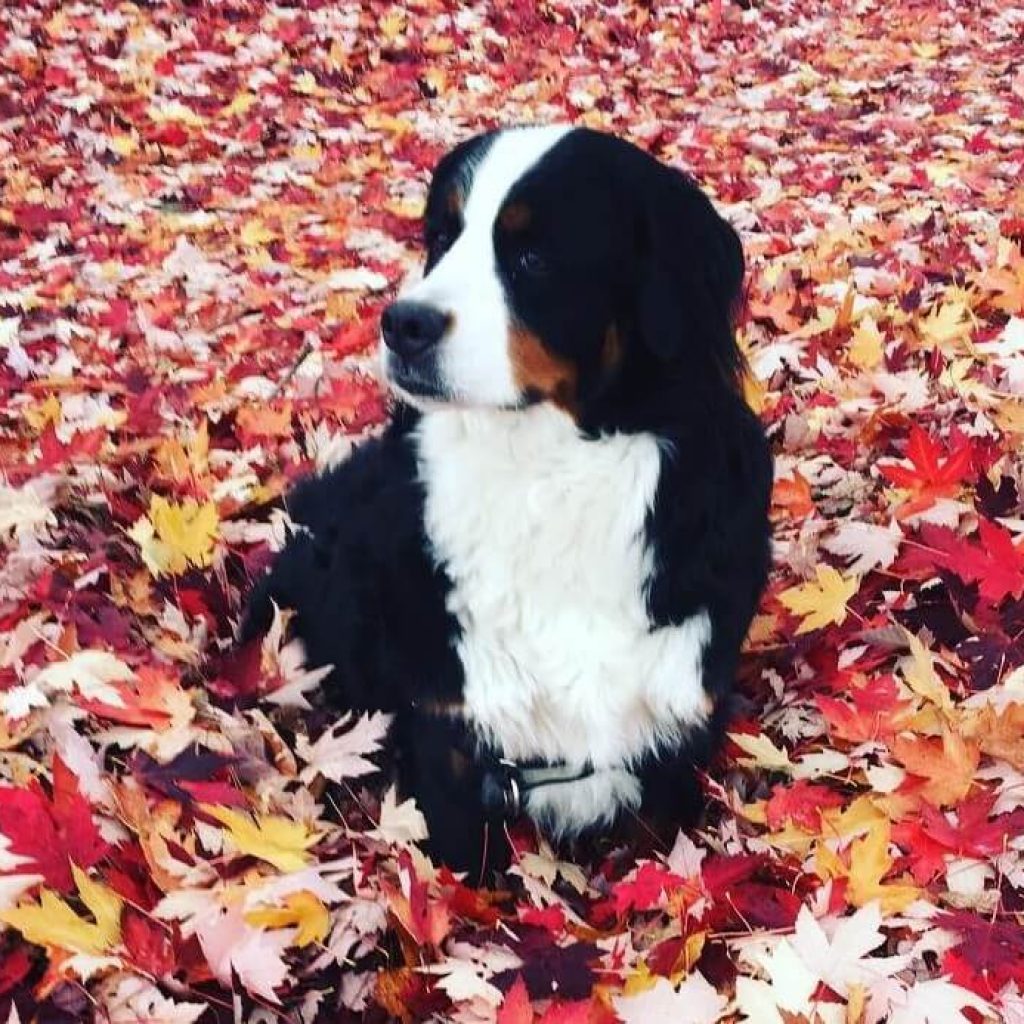Roxy the Dog – Studio DEC